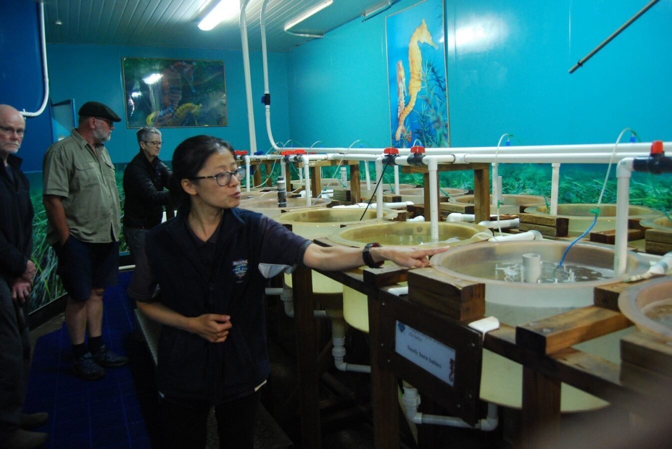 Seahorse World and Aquarium, Beauty Point – All Over Australia