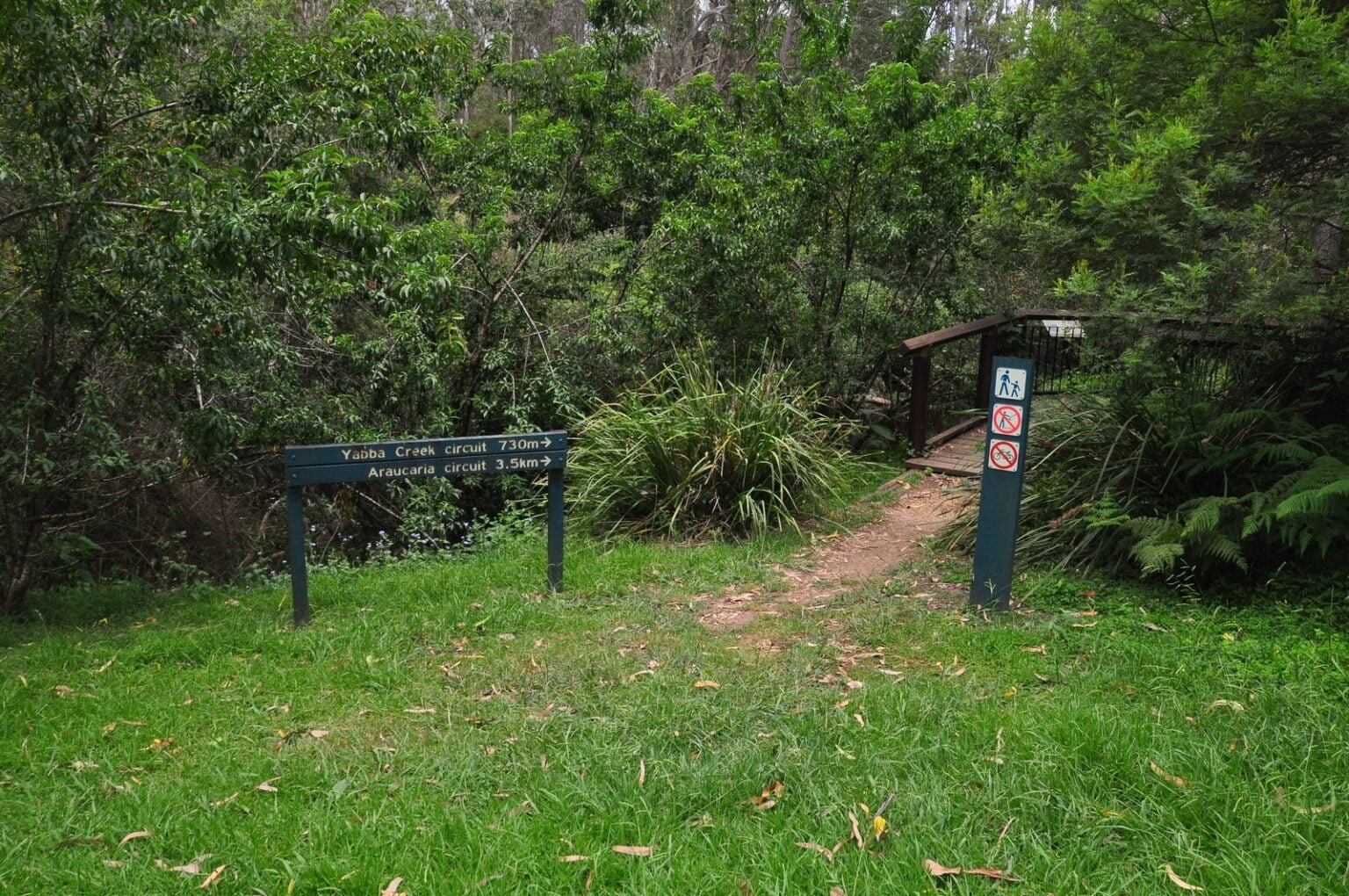 Jimna Forest Araucaria and Yabba Creek Circuit – All Over Australia