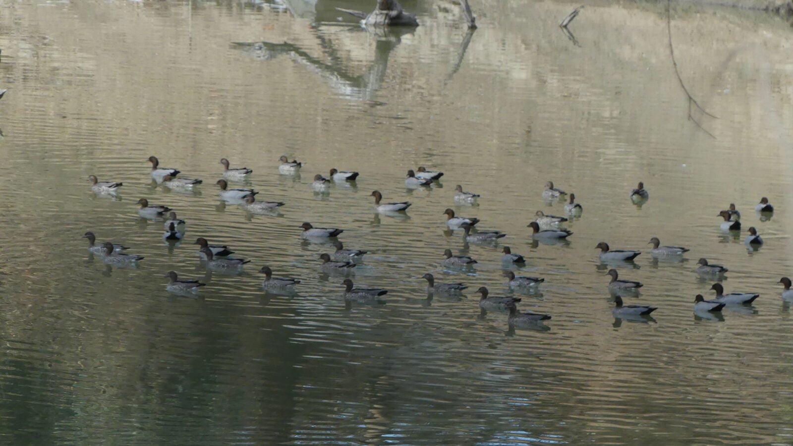 Menindee Birds – All Over Australia