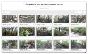 The Gloucester Tree – All Over Australia