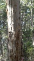 The Gloucester Tree – All Over Australia