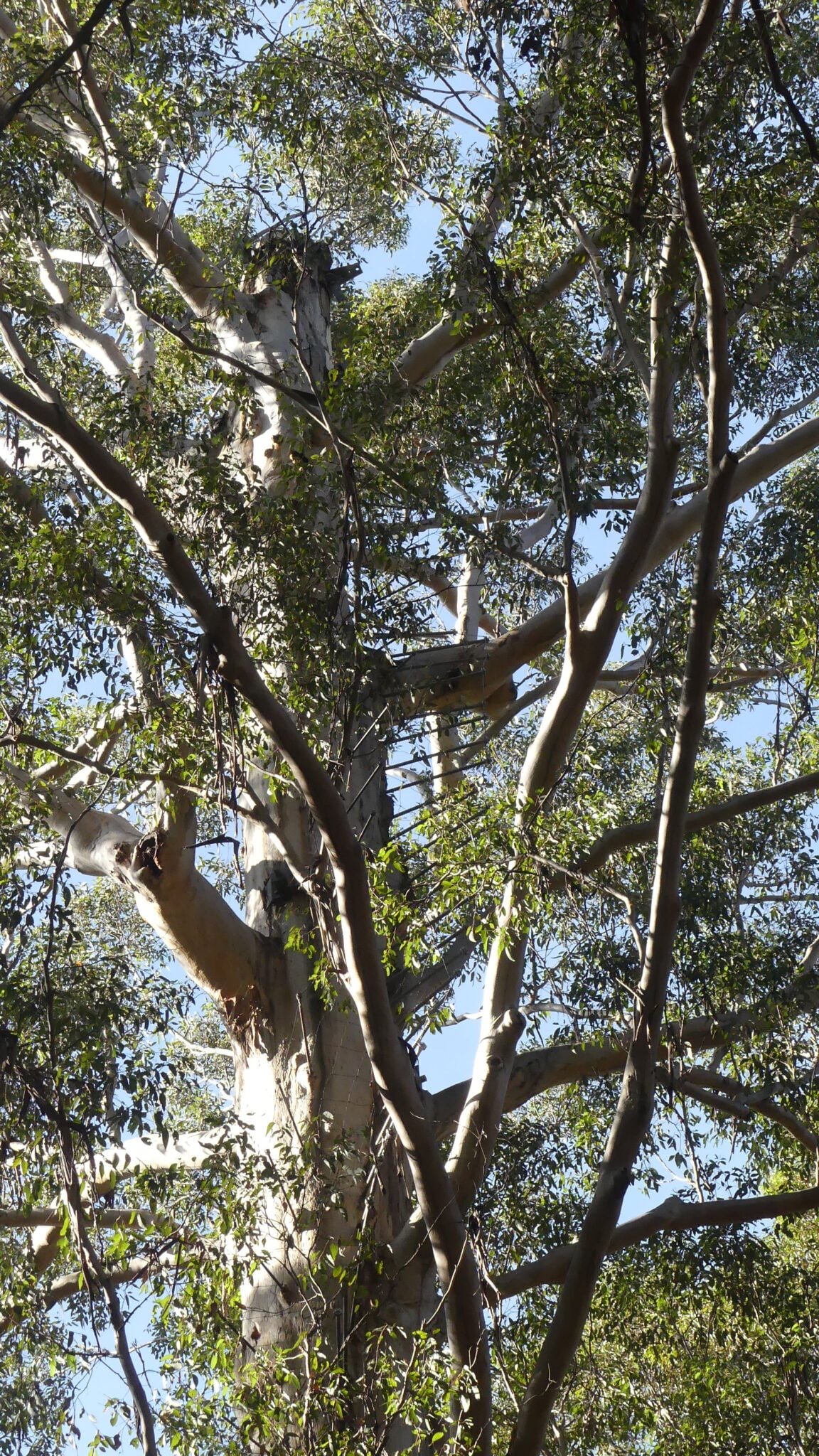 The Gloucester Tree – All Over Australia