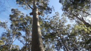 The Gloucester Tree – All Over Australia