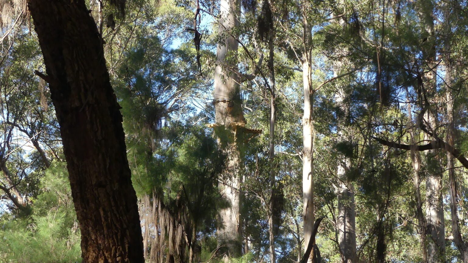 The Gloucester Tree – All Over Australia