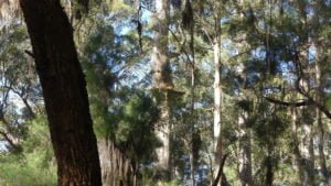 The Gloucester Tree – All Over Australia