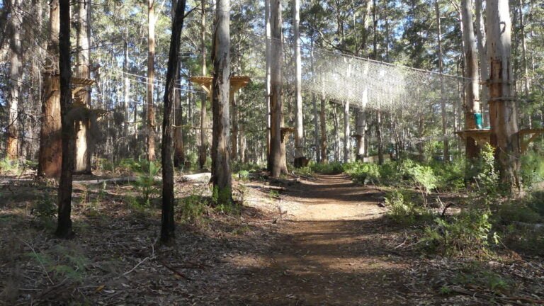 The Gloucester Tree – All Over Australia