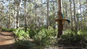 The Gloucester Tree – All Over Australia