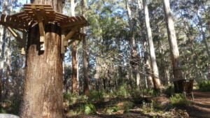 The Gloucester Tree – All Over Australia