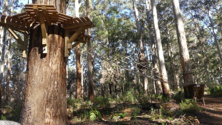 The Gloucester Tree – All Over Australia